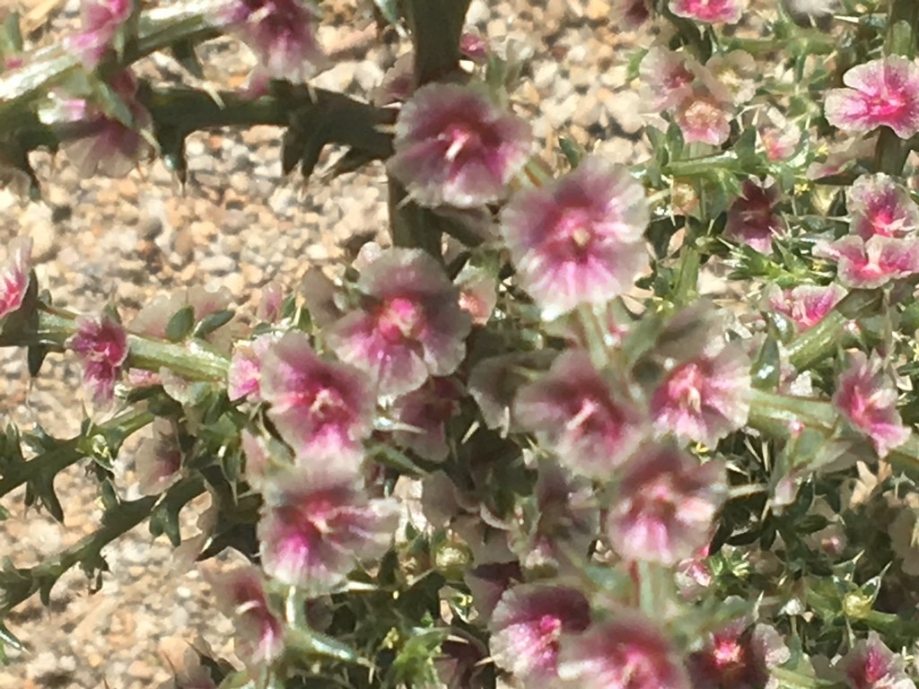Saltwort Care (Watering, Fertilize, Pruning, Propagation) - PictureThis