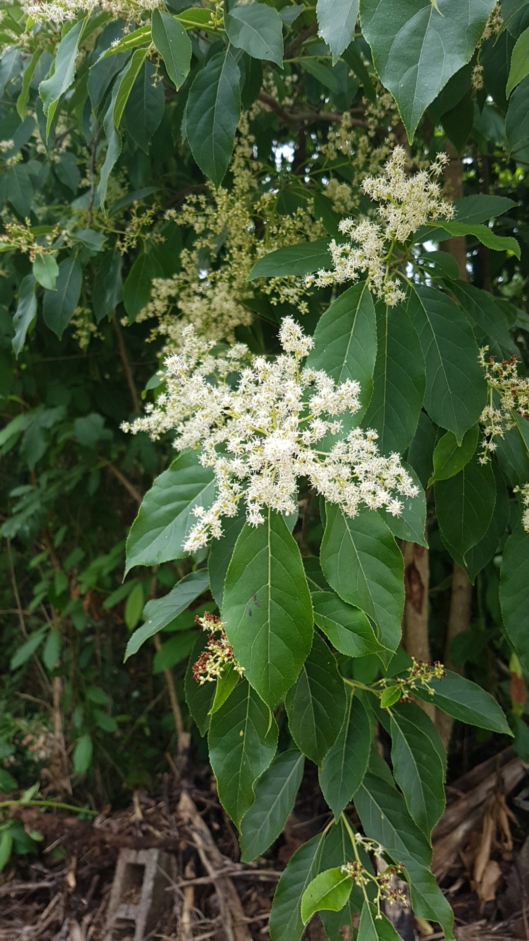 Ehretia acuminata - PictureThis