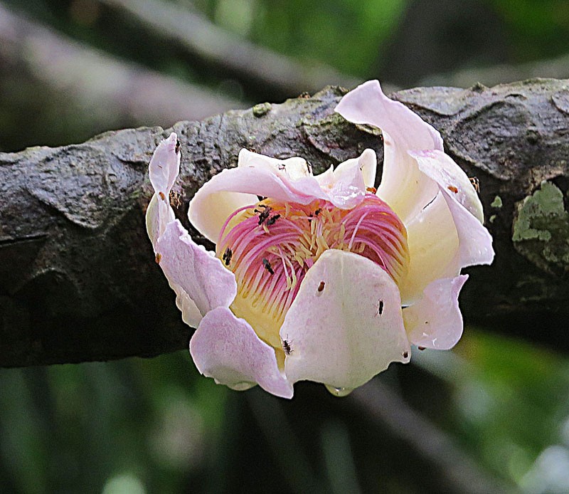 Gustavia superba - PictureThis