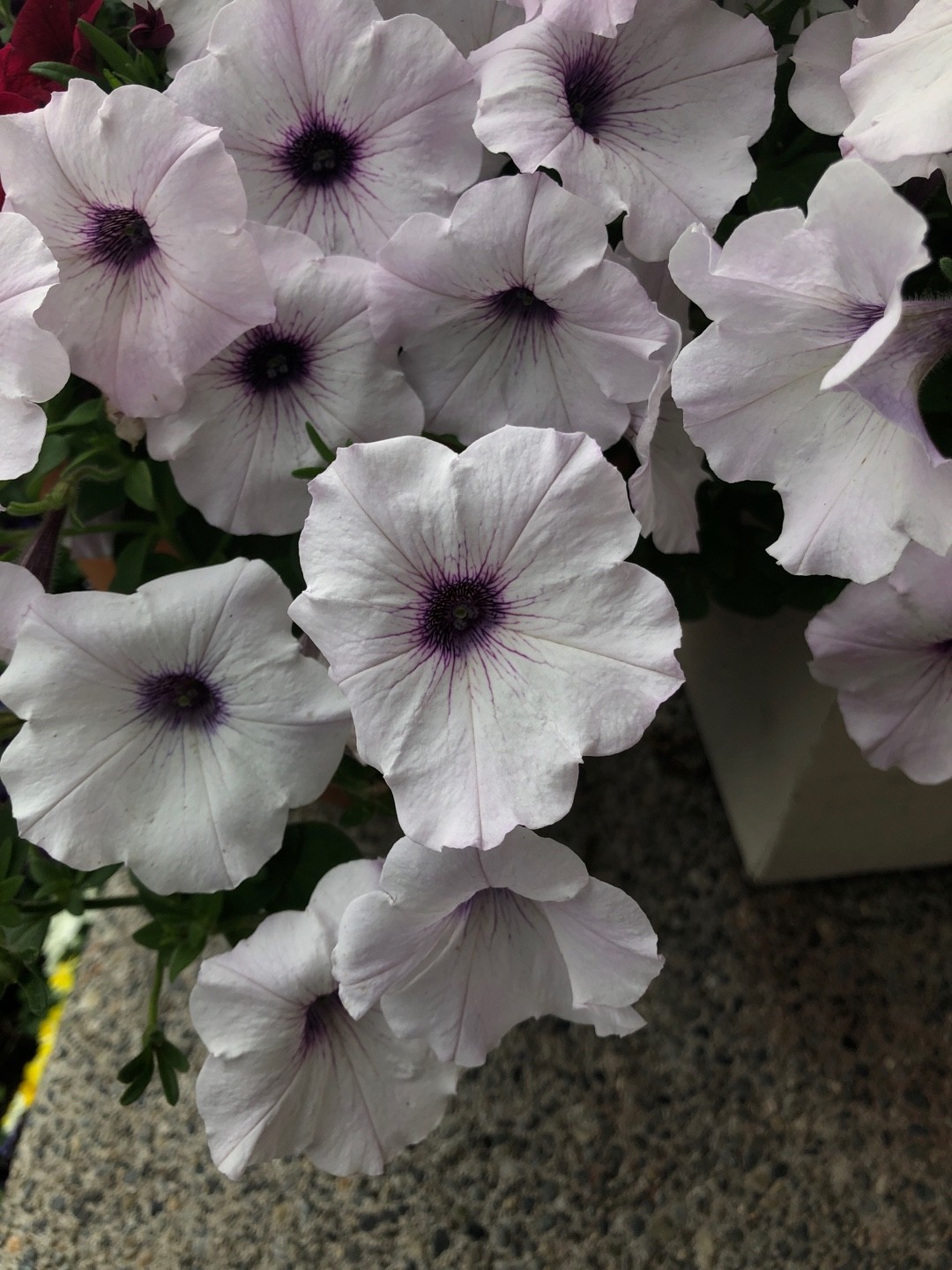 Petunias (Petunia) Flower, Leaf, Care, Uses - PictureThis