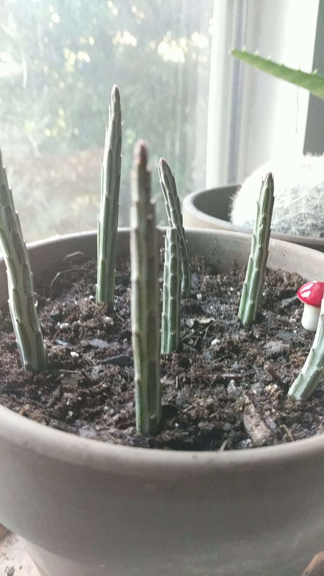 Verodes (Kleinia) - PictureThis