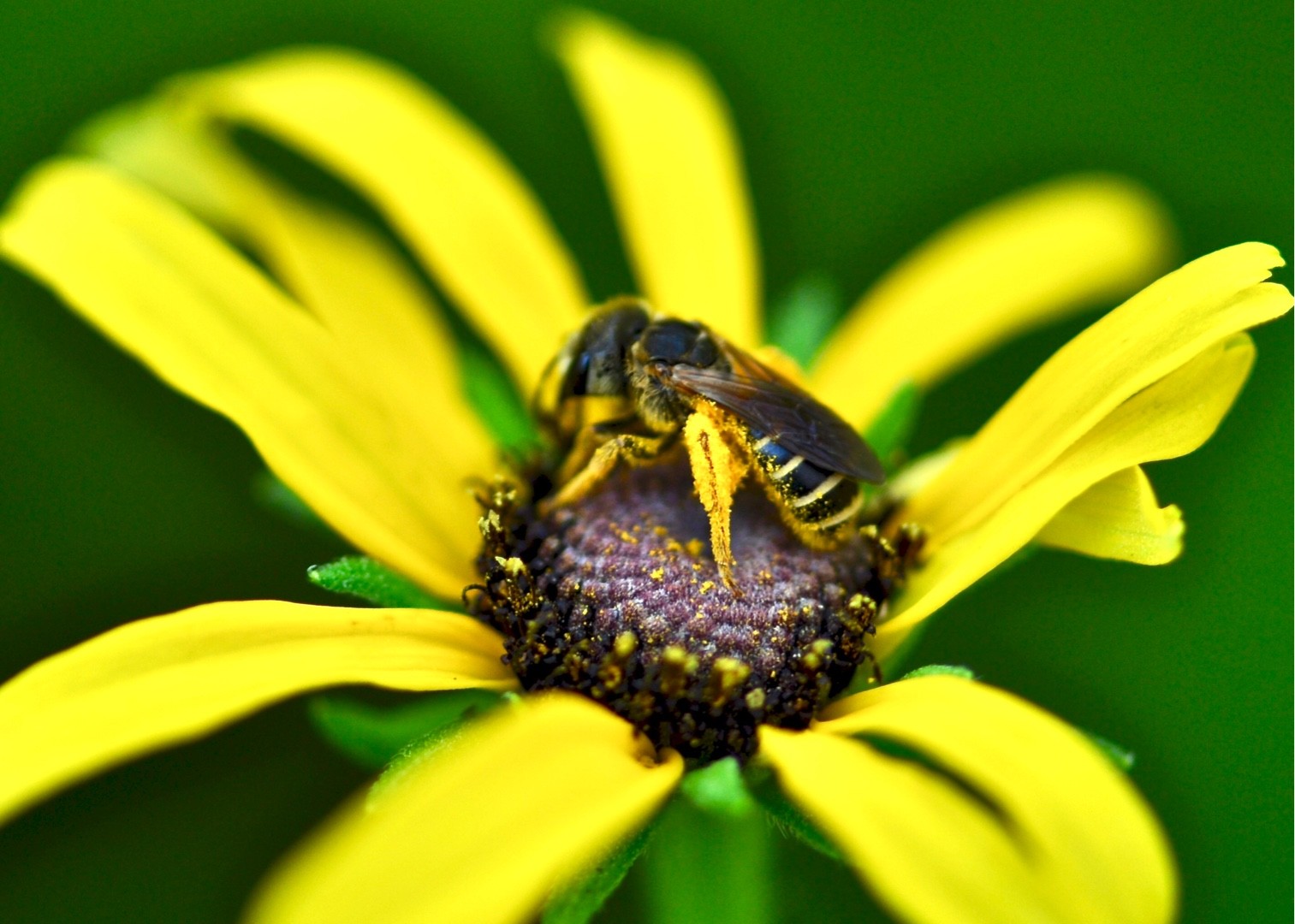 How to Pollinate Oakleaf hydrangea? (Pollinators, Time Window, Enhance ...