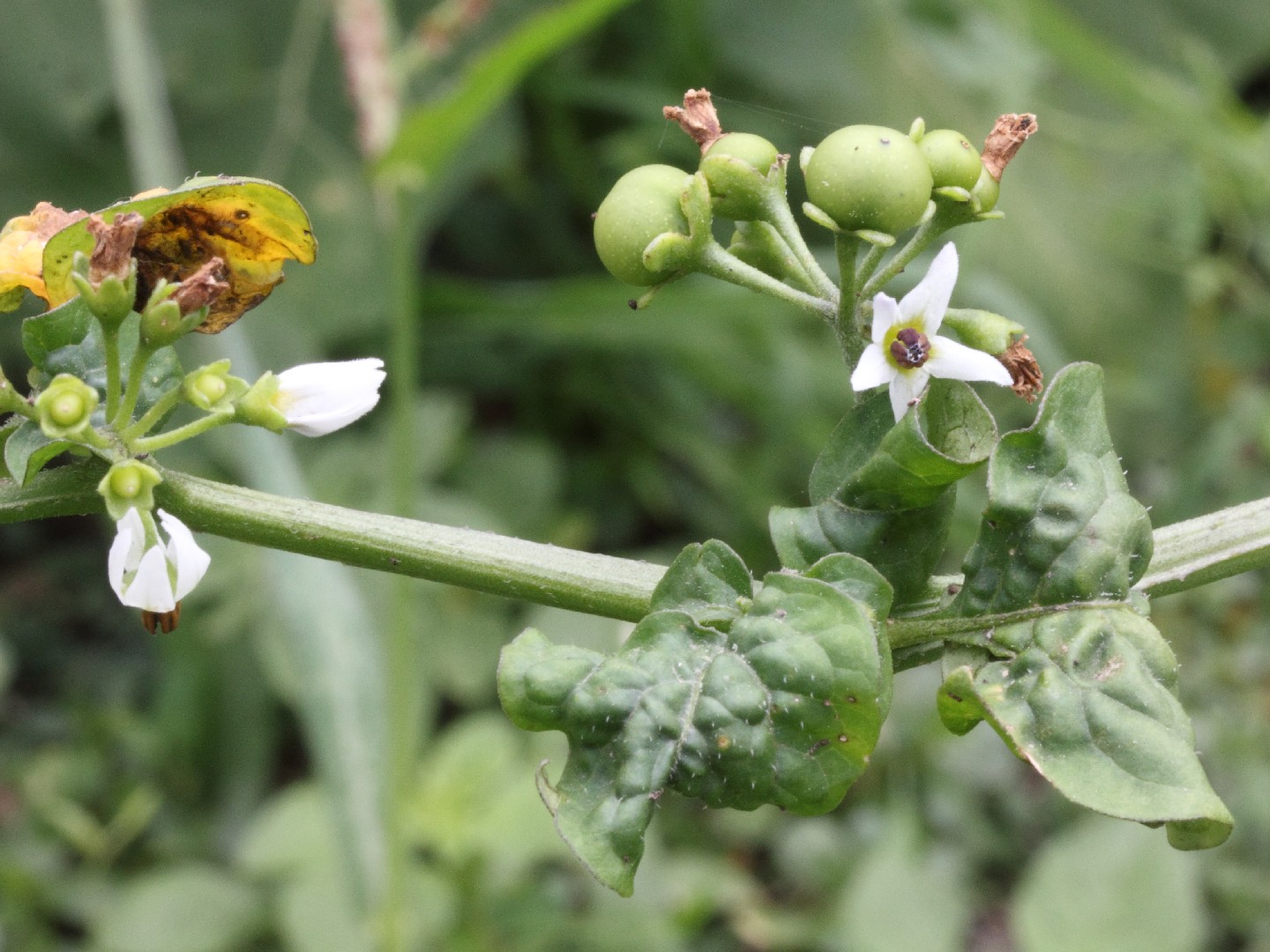 Solanum scabrum - PictureThis