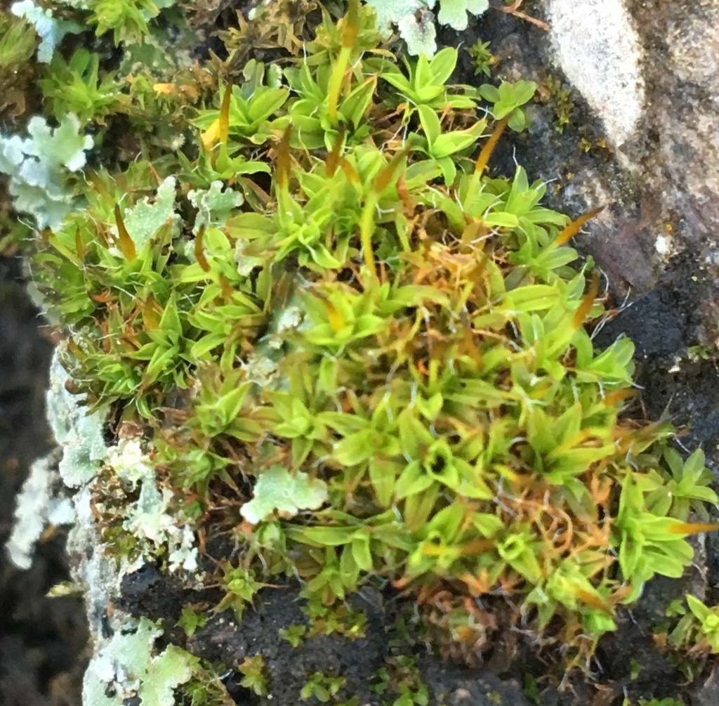 シントリキア属 (Syntrichia) 花言葉，毒性，よくある質問 - PictureThis