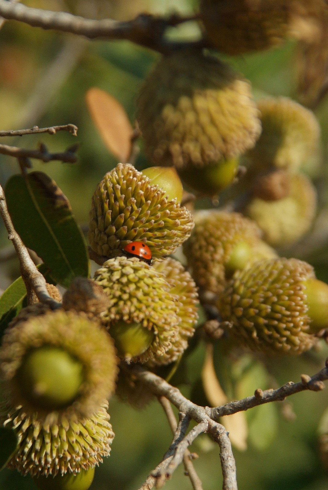 Mount tabor oak (Quercus ithaburensis) Flower, Leaf, Care, Uses ...