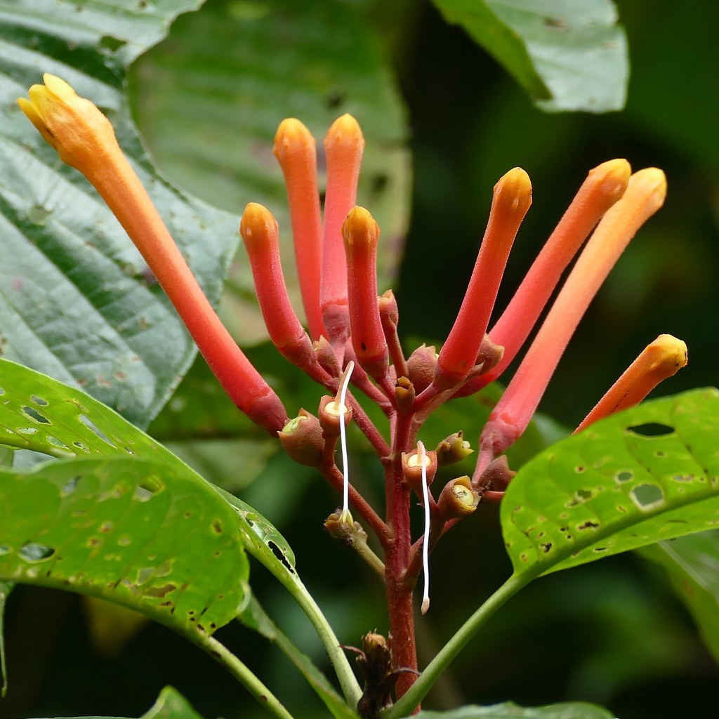 Isertia coccinea - PictureThis