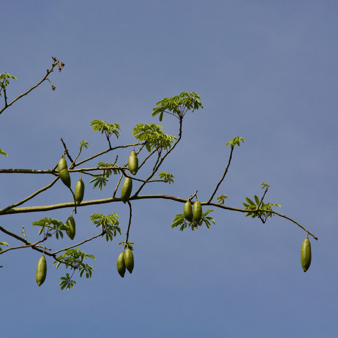 Kapuk Randu (Ceiba pentandra) - PictureThis