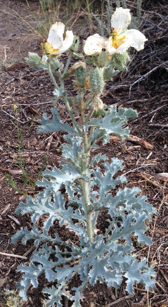 Mojave pricklypoppy (Argemone corymbosa) Flower, Leaf, Care, Uses ...