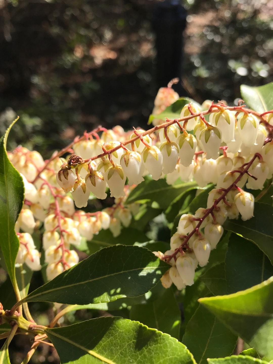 Pieris - PictureThis