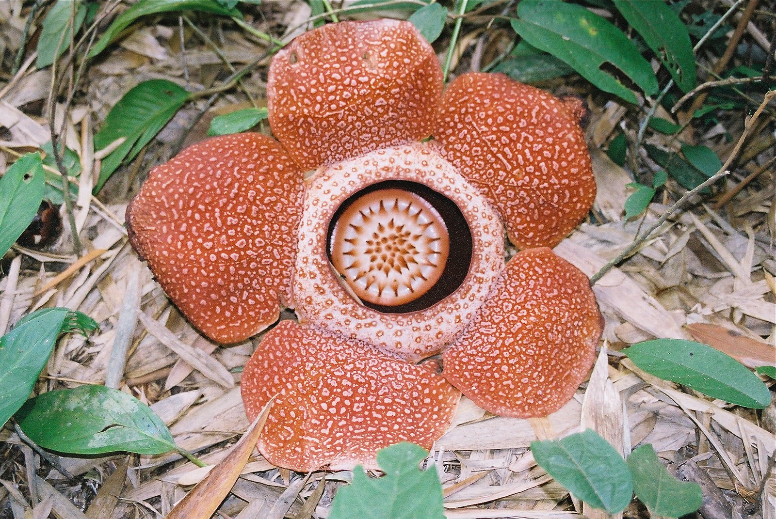 Rafflesia keithii - PictureThis