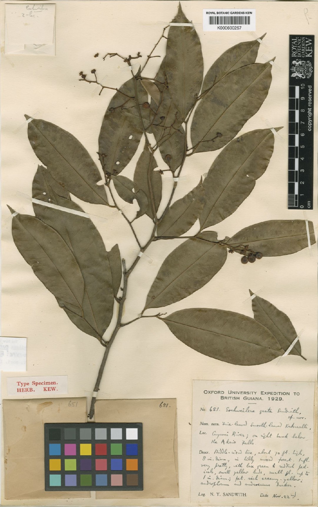 Eschweilera parviflora Flower, Leaf, Care, Uses - PictureThis