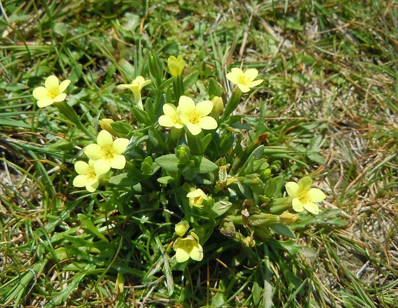 Centaurium maritimum - PictureThis