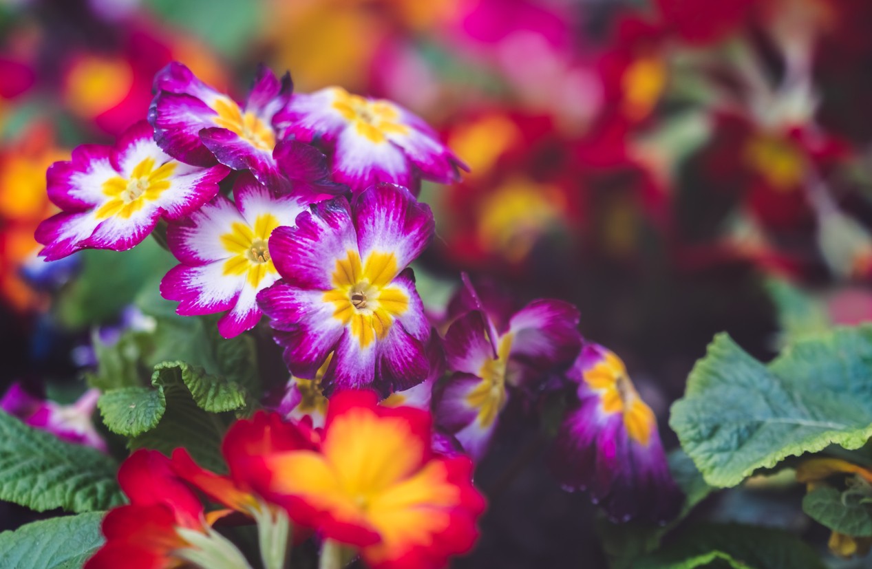 Primula pulchella Flower, Leaf, Care, Uses - PictureThis