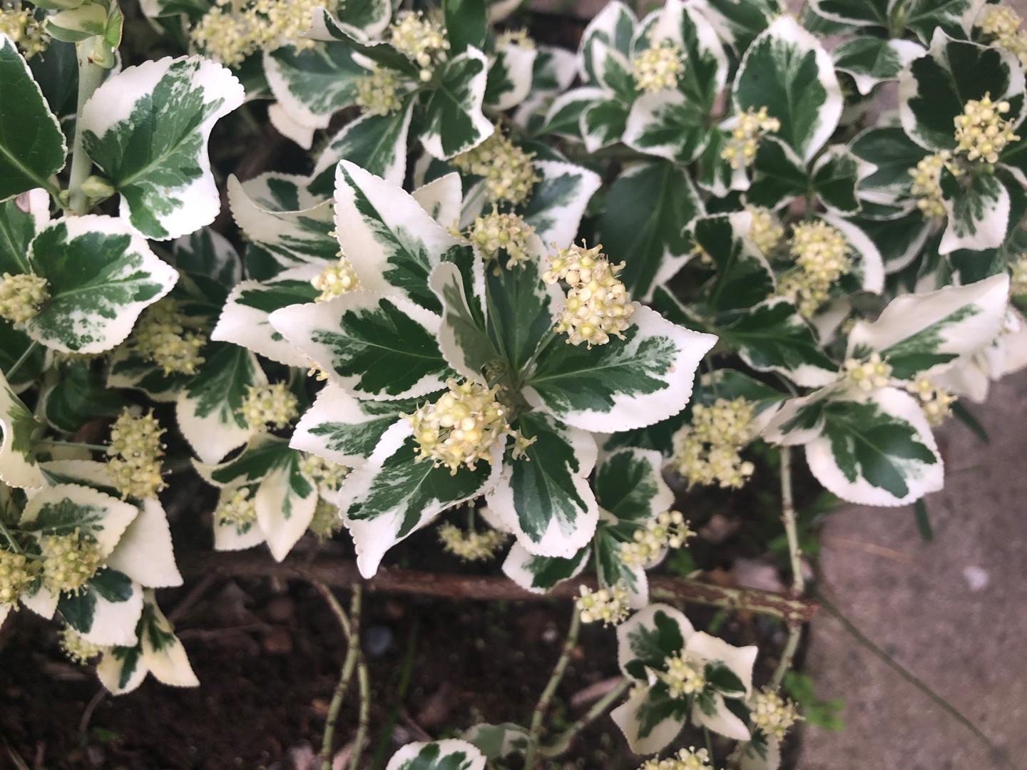 Euonymus Fortunei Emerald Gaiety