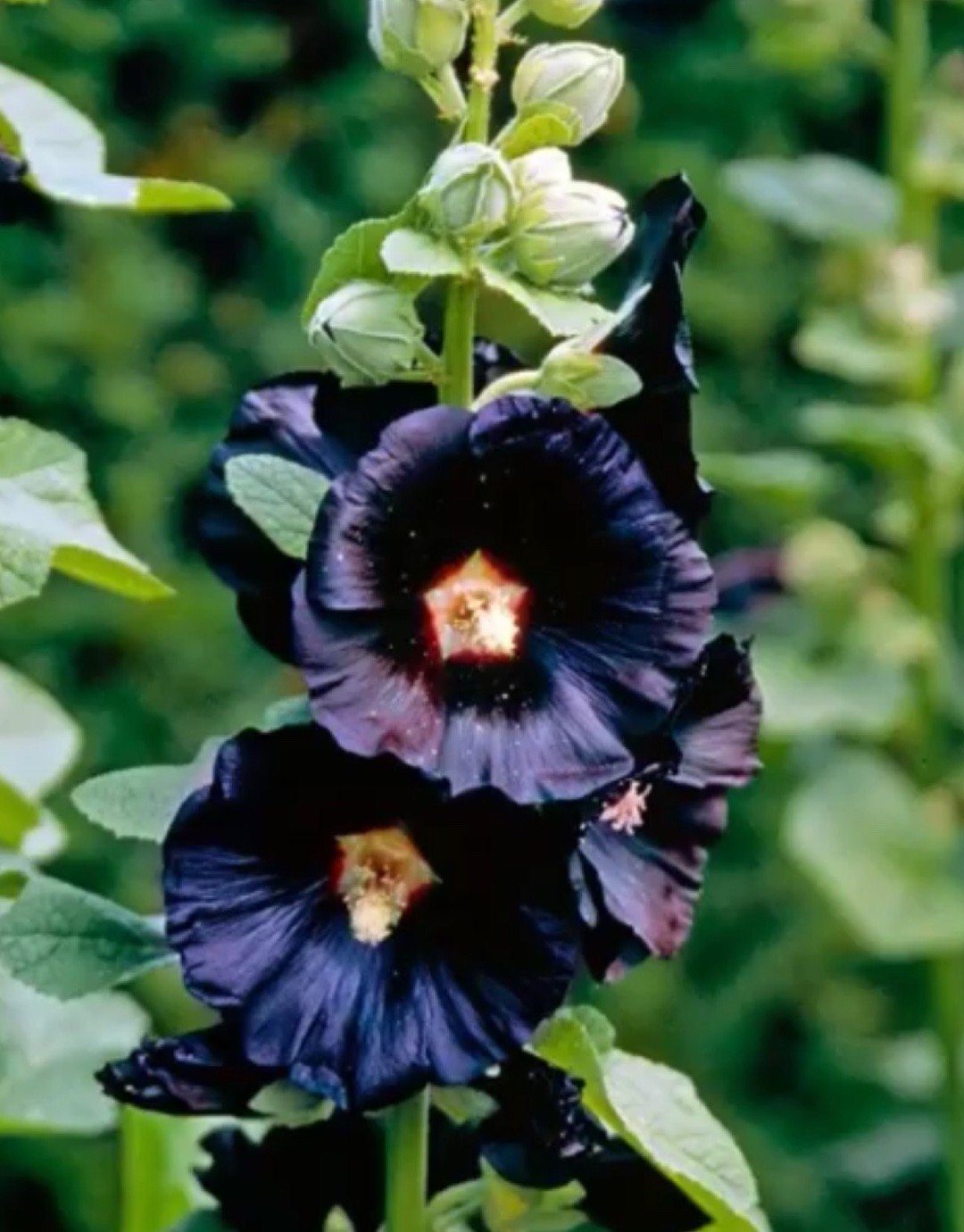 Alcea rosea 'Nigra' - PictureThis