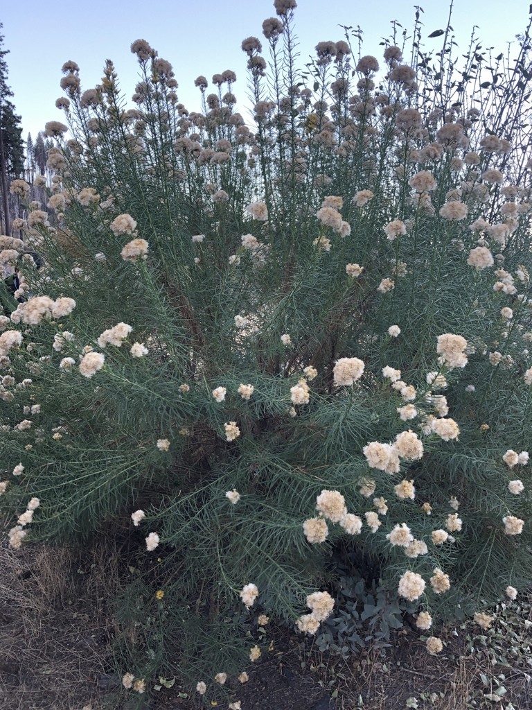Ericameria arborescens - PictureThis
