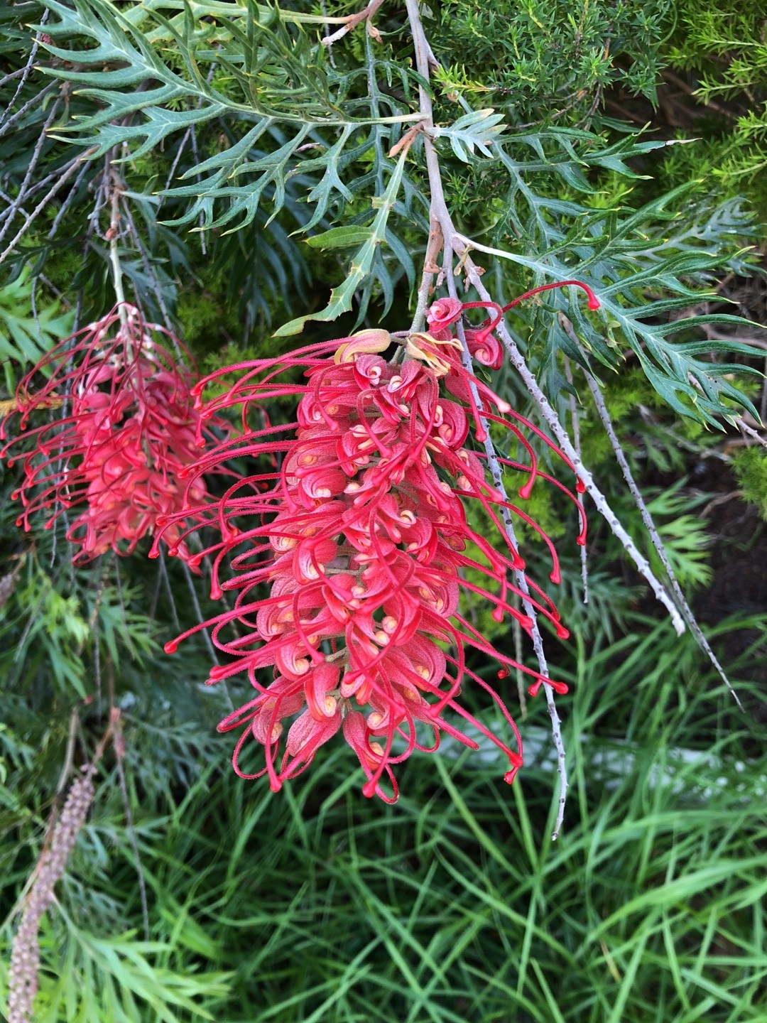 Grevillea 'Robyn Gordon' - PictureThis