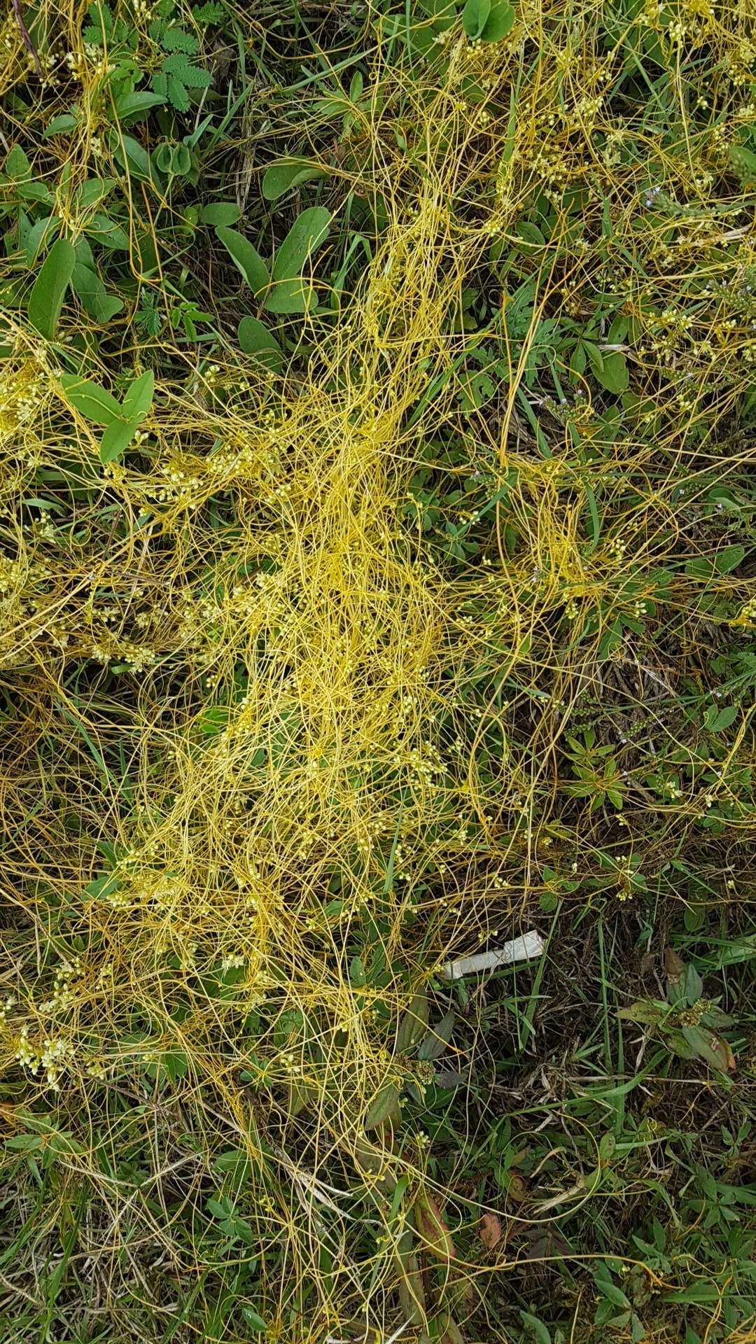 Cuscute (Cuscuta) - PictureThis