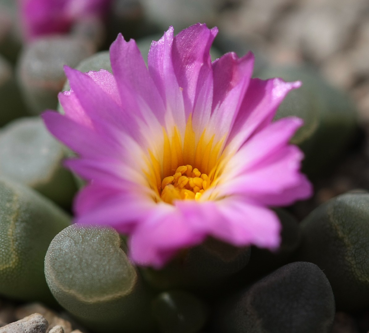 Fairy elephant's feet (Frithia pulchra) Flower, Leaf, Care, Uses ...