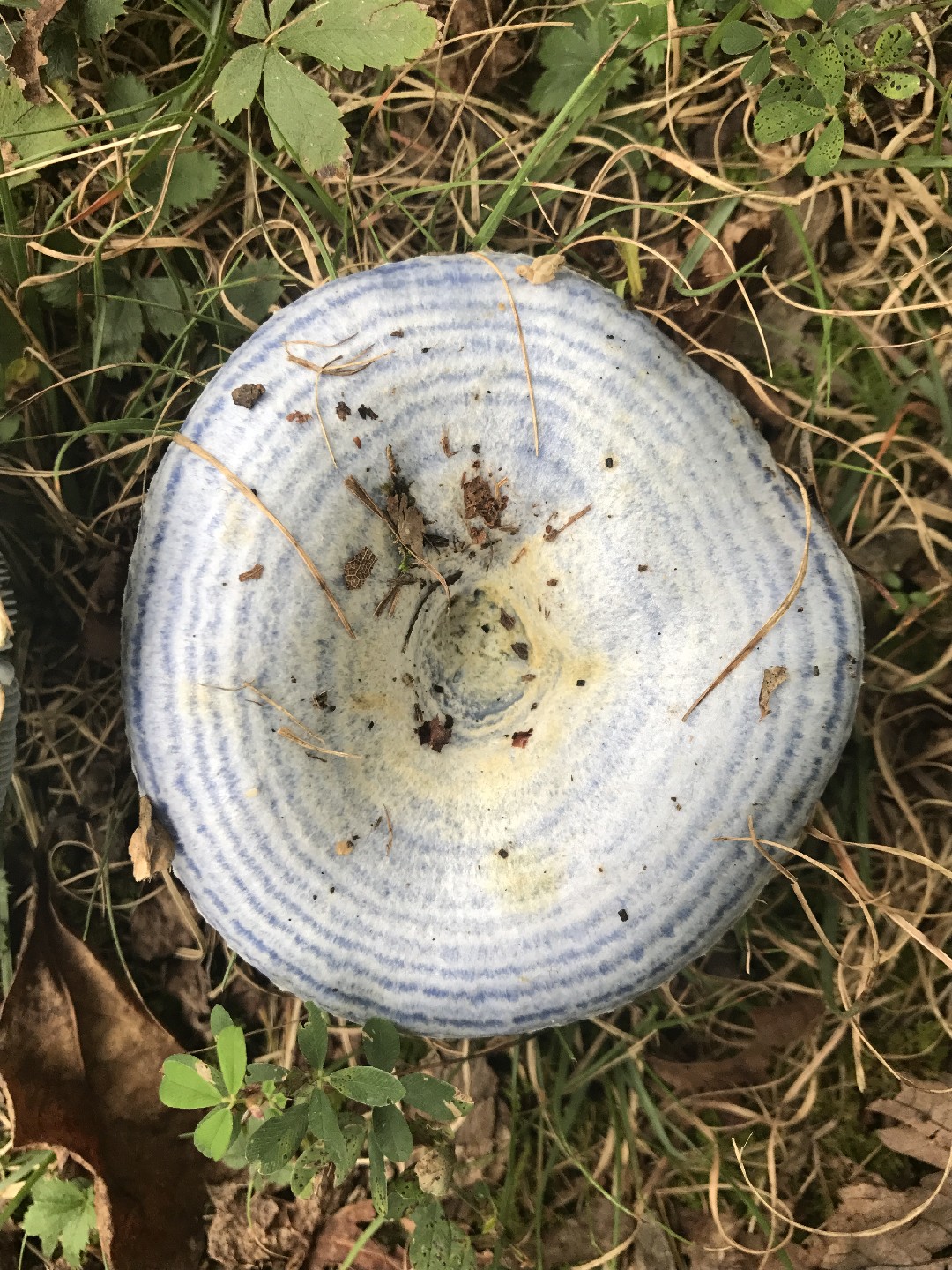 Hongo azul (Lactarius indigo) - PictureThis