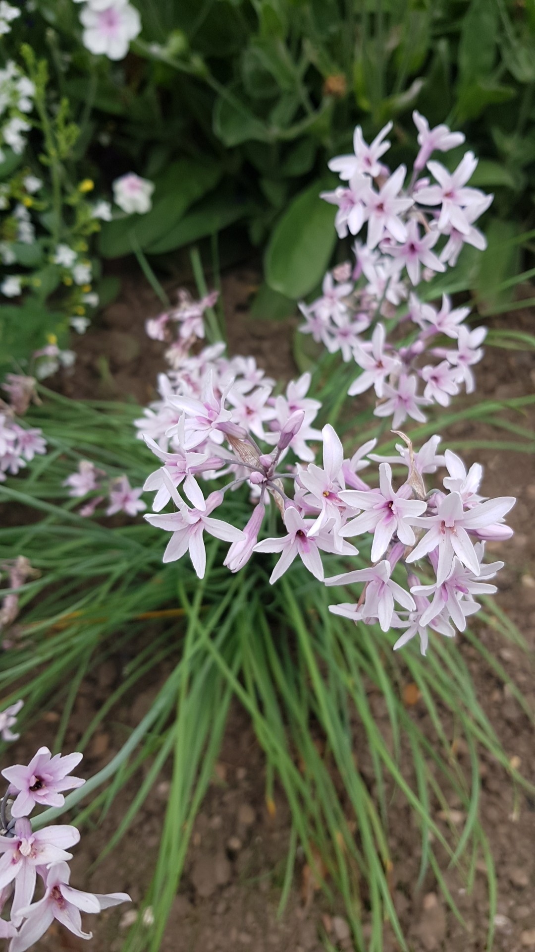 Wild garlic (Tulbaghia) Flower, Leaf, Care, Uses - PictureThis
