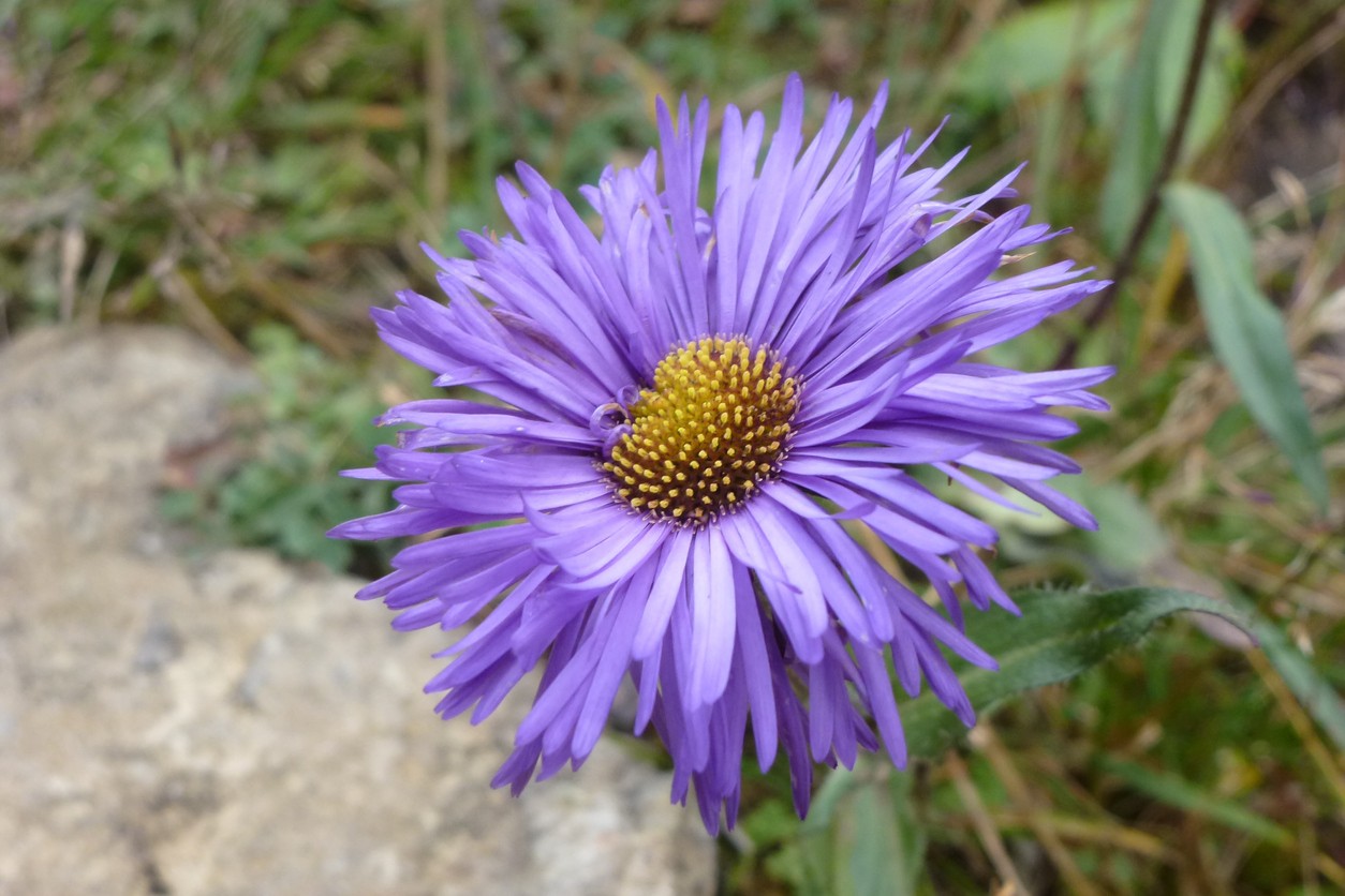 Aster lautureanus - PictureThis