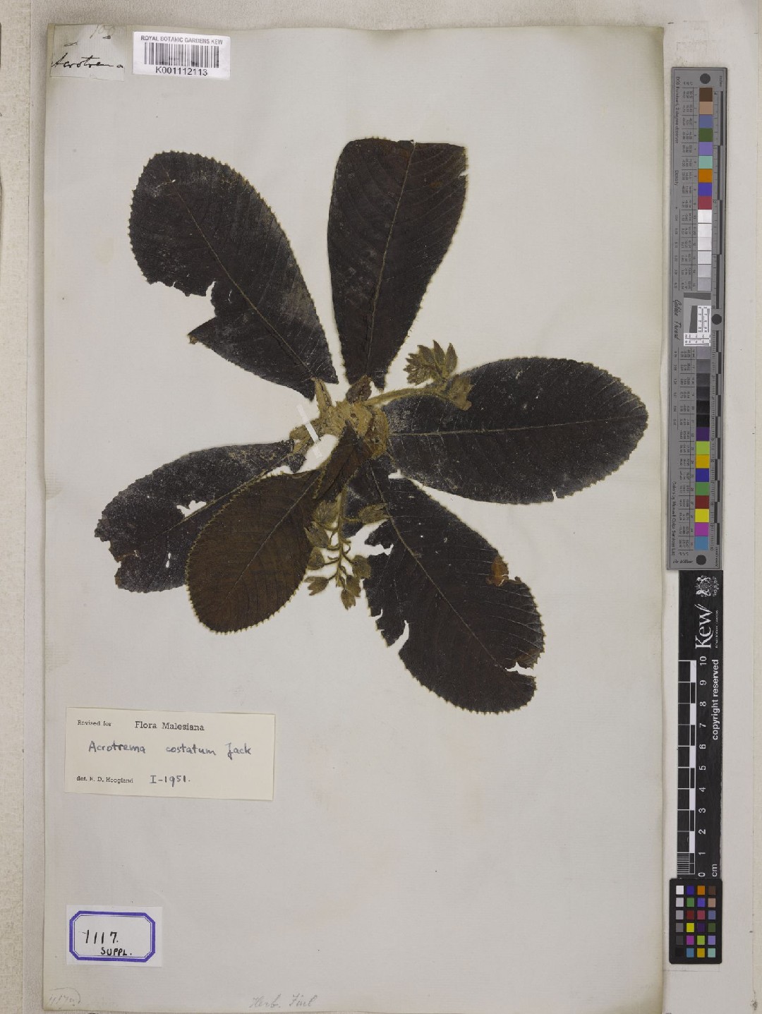 Acrotrema Flower, Leaf, Care, Uses - PictureThis
