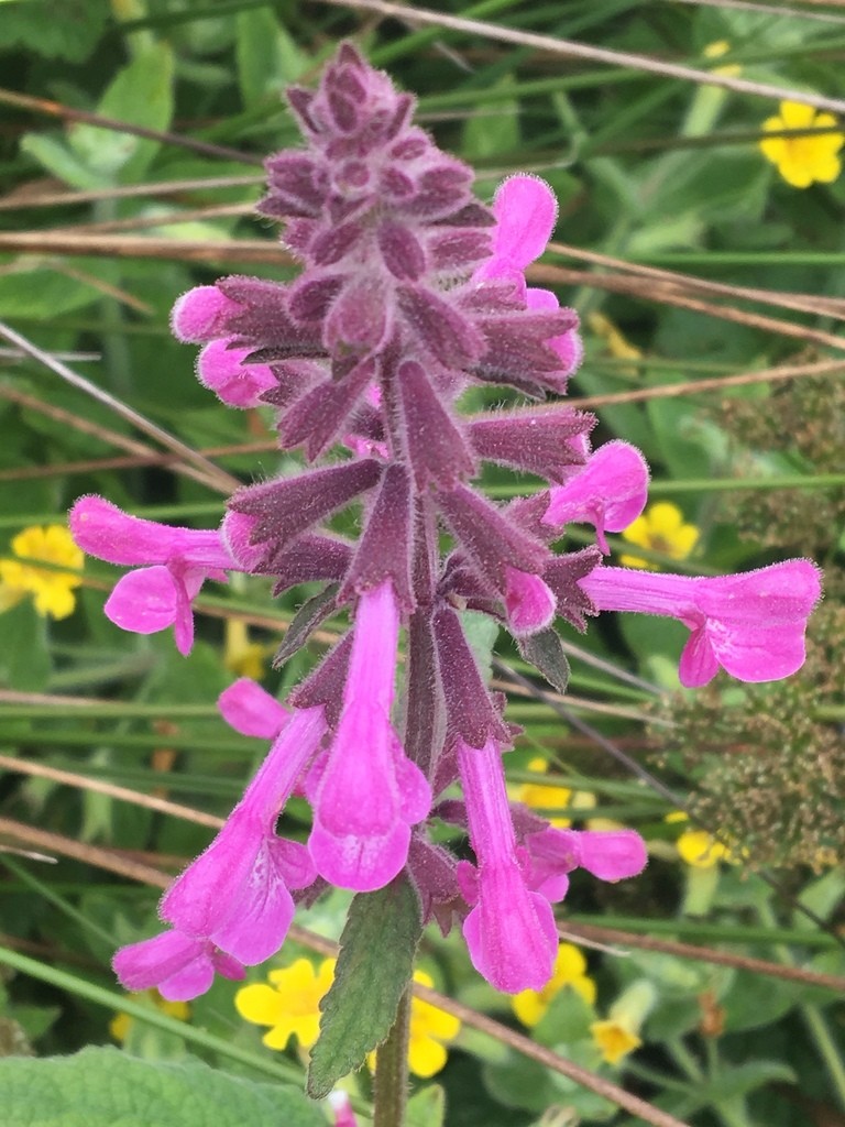 Coastal hedge-nettle (Stachys chamissonis) Flower, Leaf, Care, Uses ...