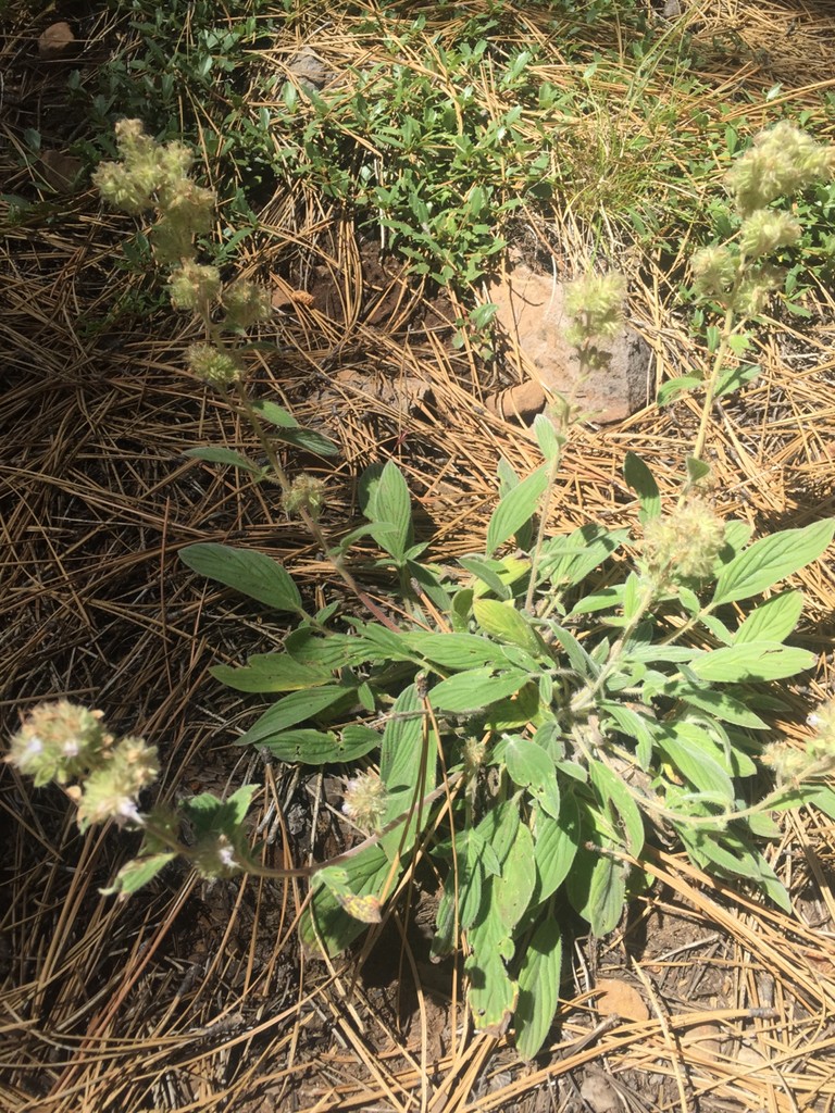 Phacelia mutabilis - PictureThis