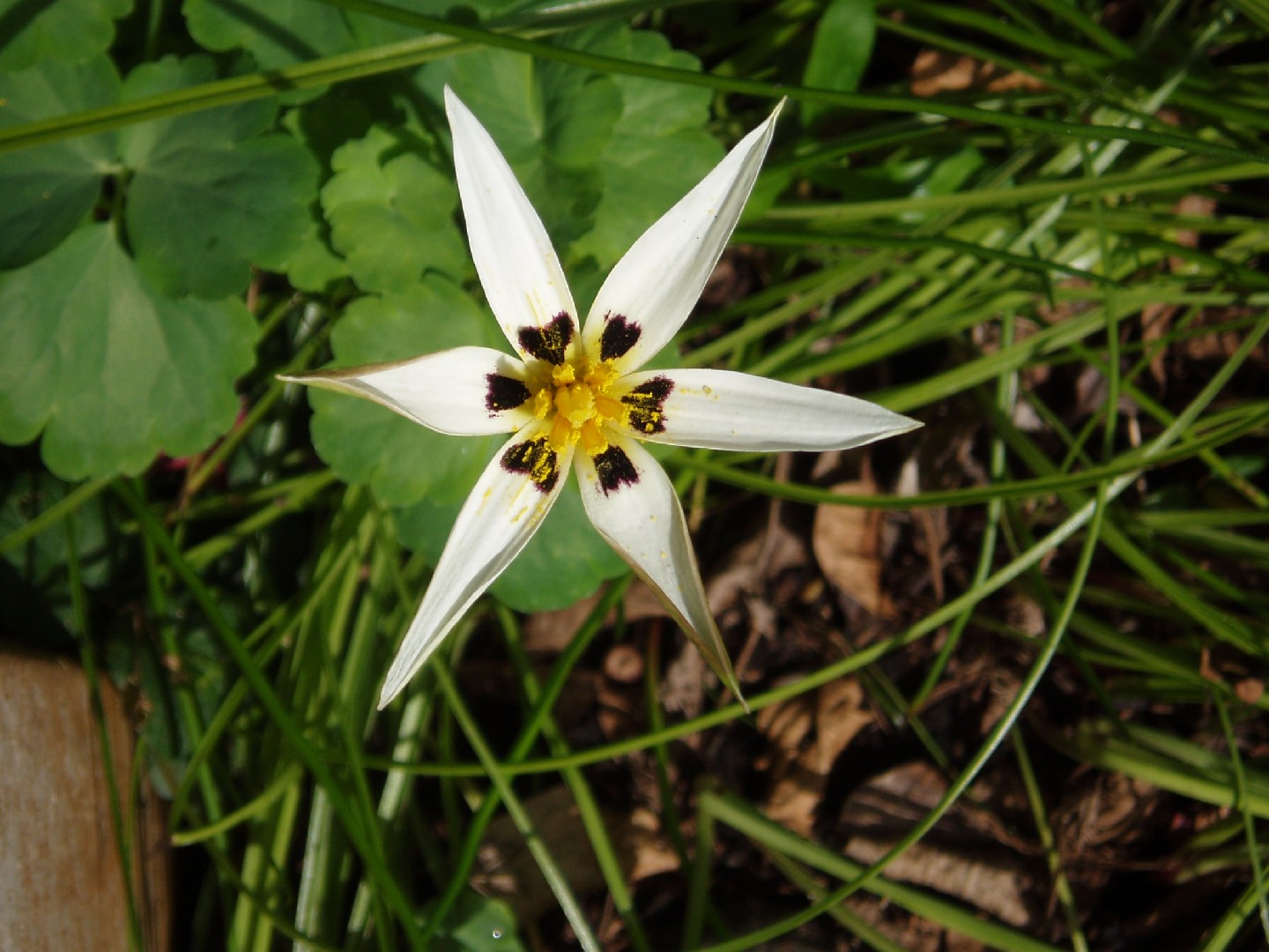 Stars (Pauridia capensis) Flower, Leaf, Care, Uses - PictureThis