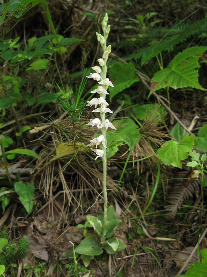 シュスラン (Goodyera similis) 花言葉，毒性，よくある質問 - PictureThis