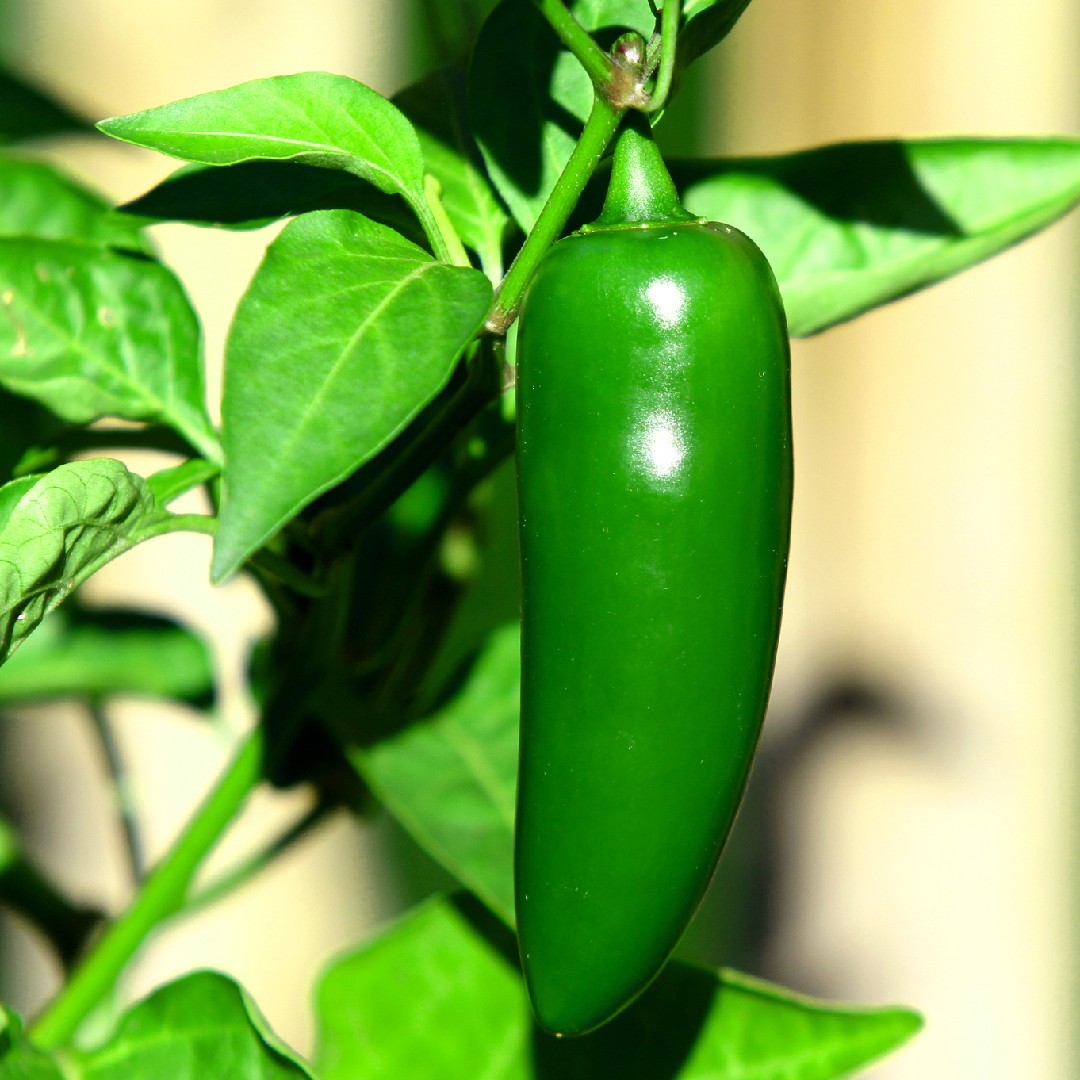 🌱 Cómo propagar una Chile jalapeño