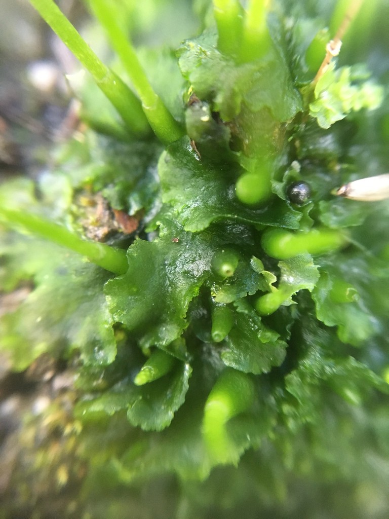 Phaeoceros Care (Watering, Fertilize, Pruning, Propagation) - PictureThis