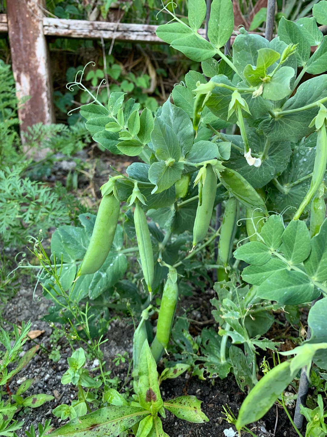 How To Plant And Grow Pea 'Early Onward'(Pisum, 02/22/2024