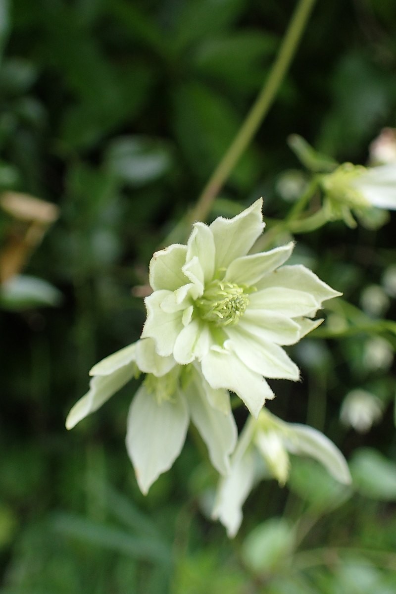Clematis forsteri - PictureThis