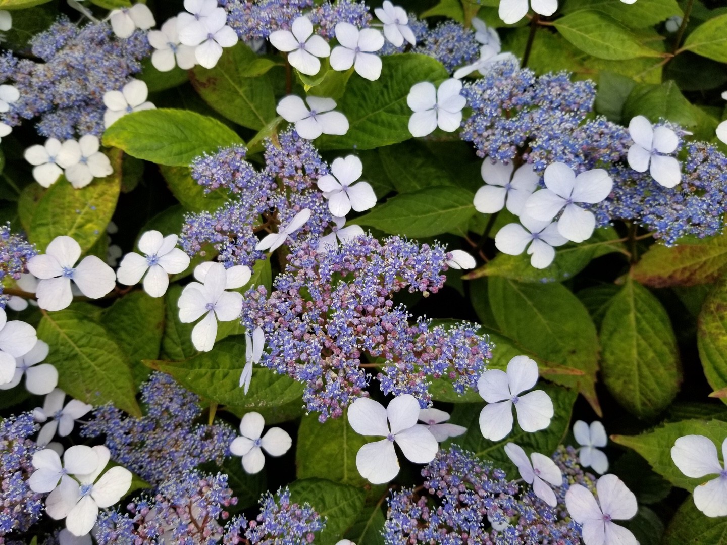 수국속 (Hydrangea) - PictureThis