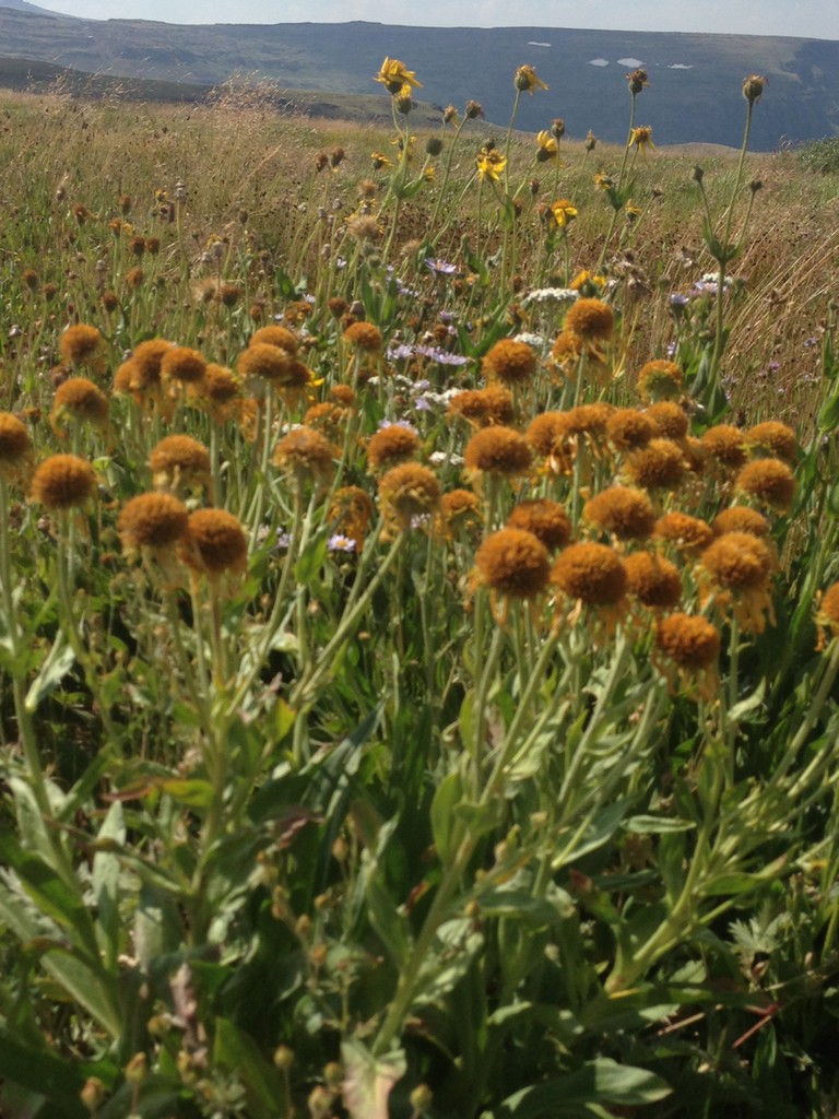 Woolly groundsel (Packera cana) Flower, Leaf, Care, Uses - PictureThis