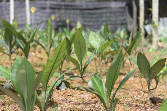 Labisia Care (Watering, Fertilize, Pruning, Propagation) - PictureThis