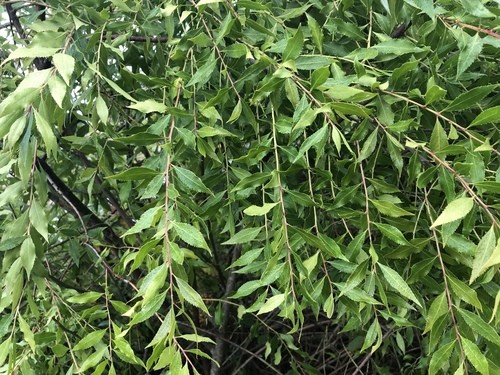 How to Plant and Grow Mayten tree(Maytenus boaria)