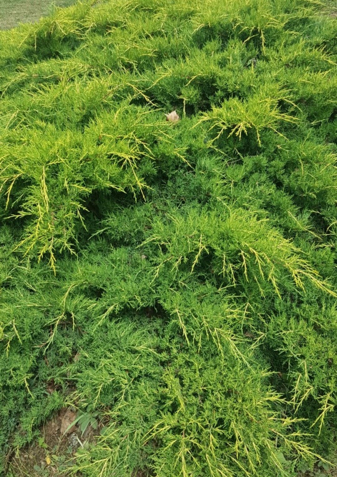 Old Gold Juniper Care