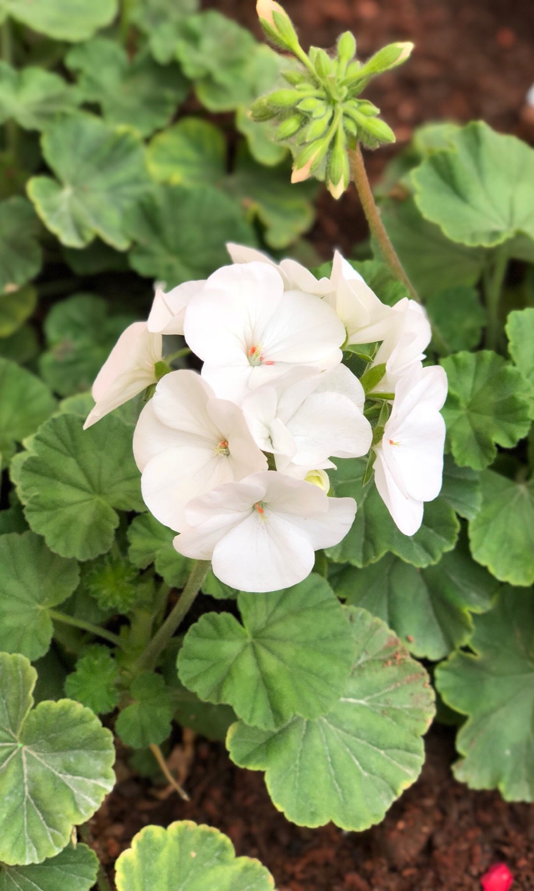 Geranium 'White' - PictureThis