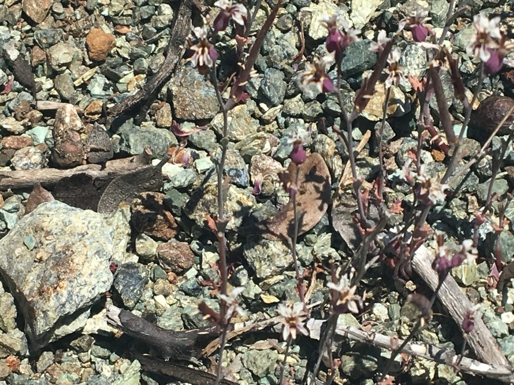 Streptanthus batrachopus - PictureThis