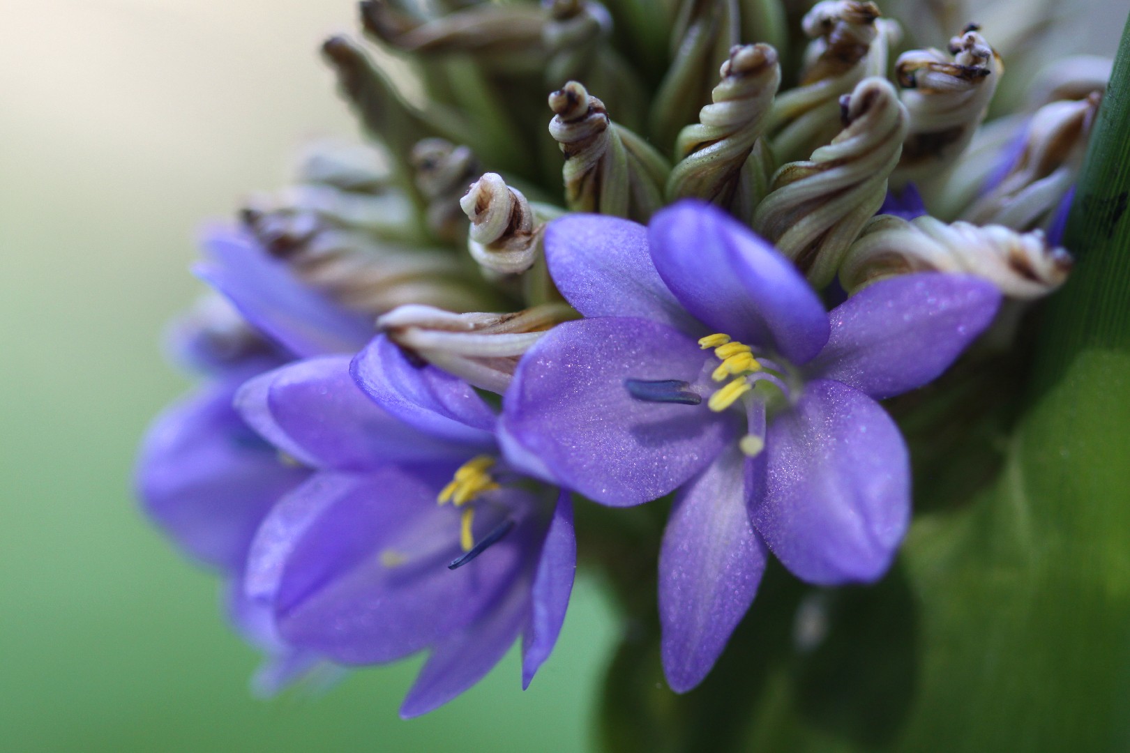 Monochoria hastata - PictureThis