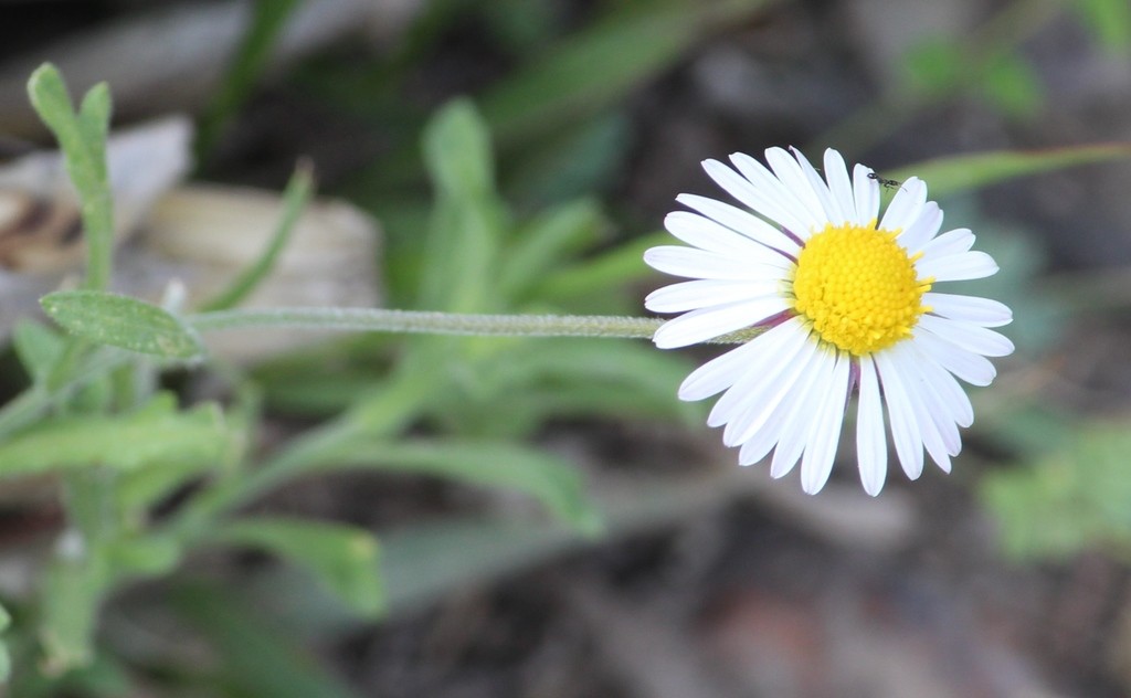 Erigeron modestus - PictureThis
