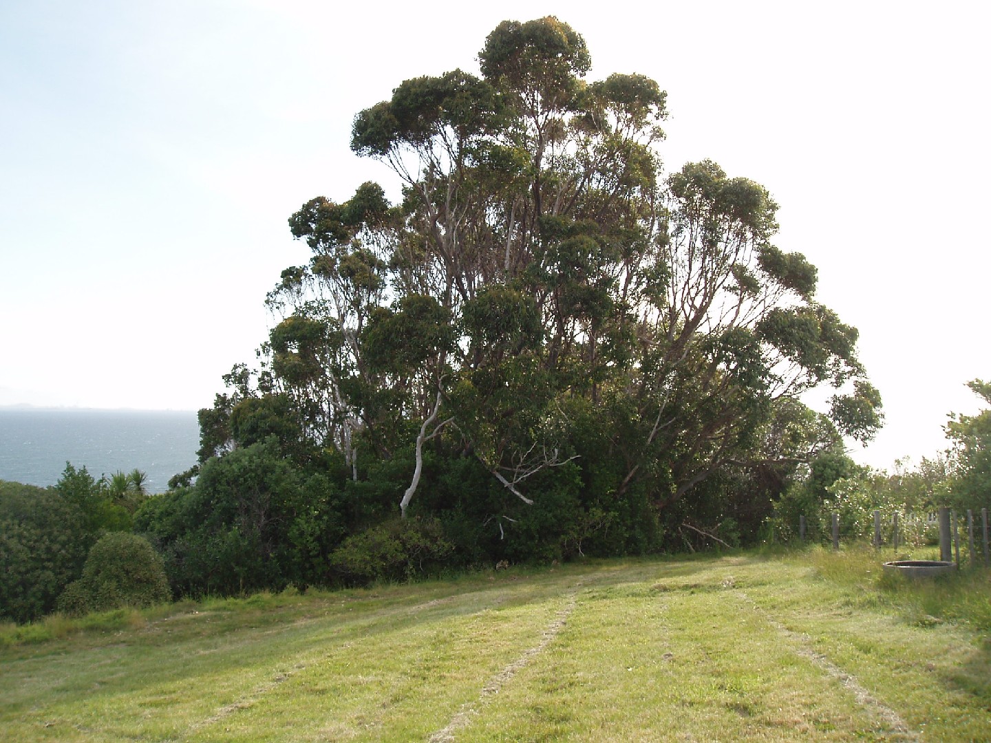 Eucalipto saligna (Eucalyptus saligna) - PictureThis