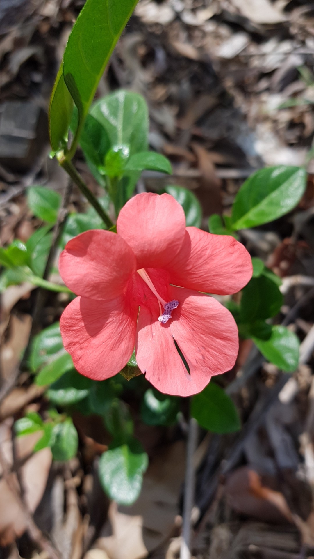 Barleria repens - PictureThis