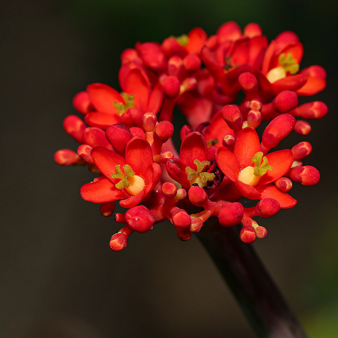 Buddha belly plant (Jatropha podagrica) Flower, Leaf, Care, Uses ...