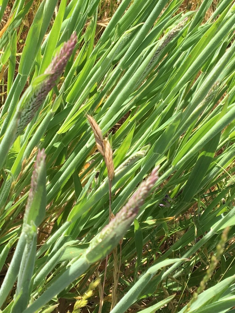 Velvetgrass (Holcus) Flower, Leaf, Care, Uses - PictureThis