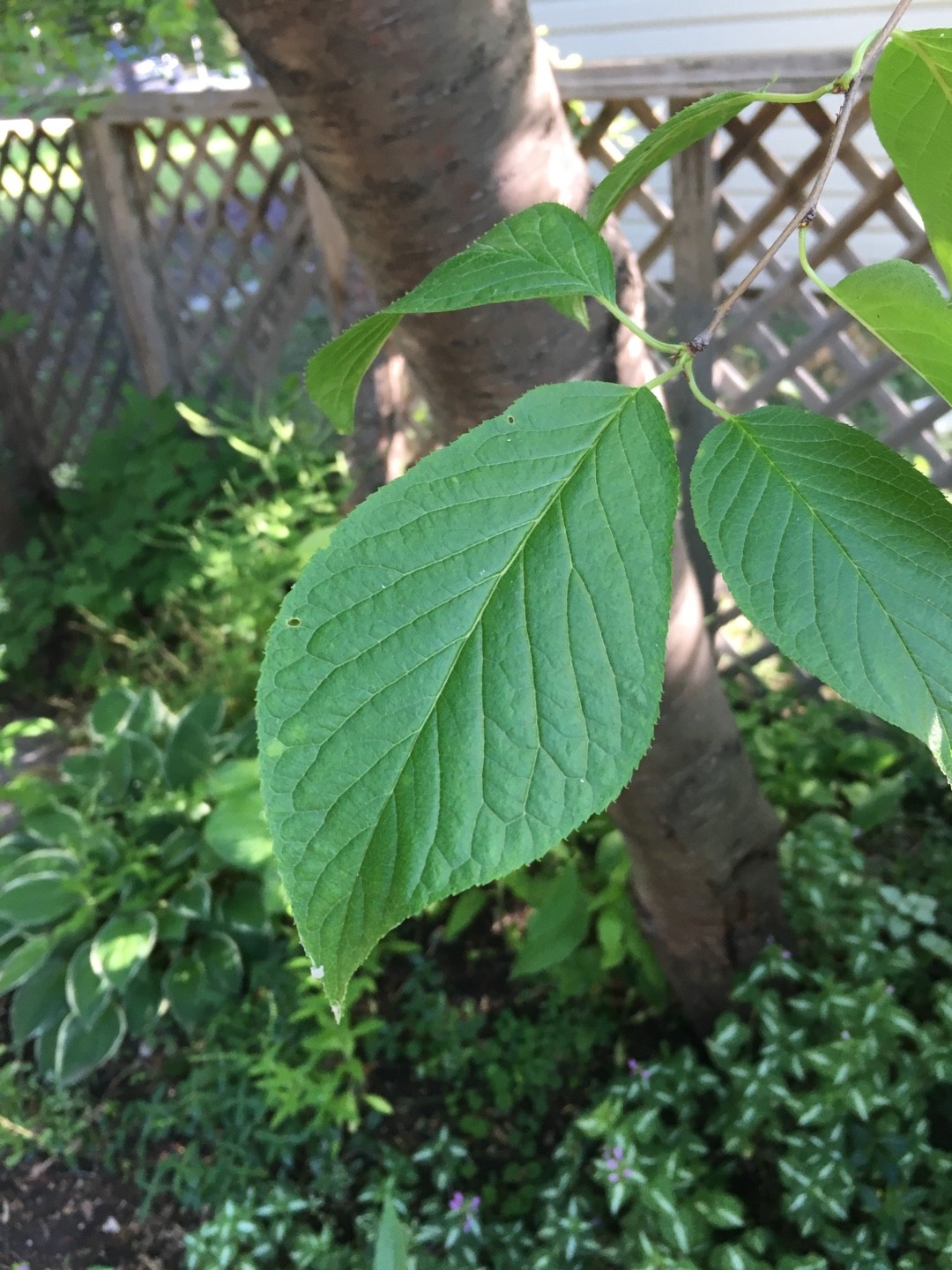 Eucommia ulmoides - PictureThis