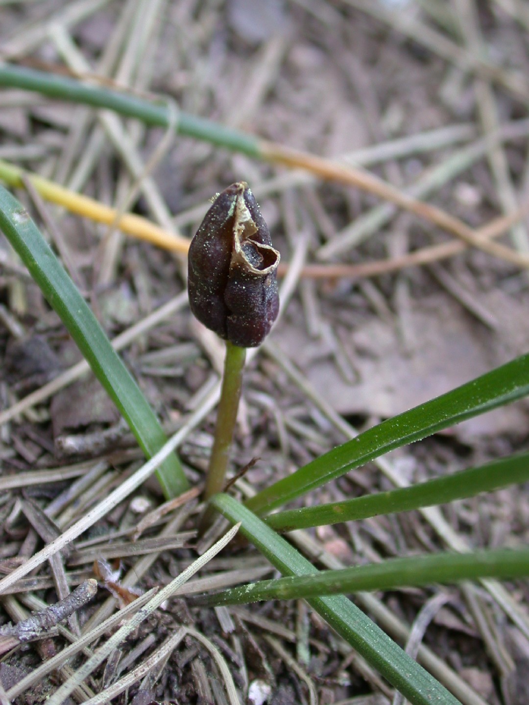 Colchicum stevenii - PictureThis
